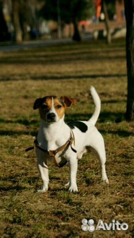 Мальчик ищет девочку