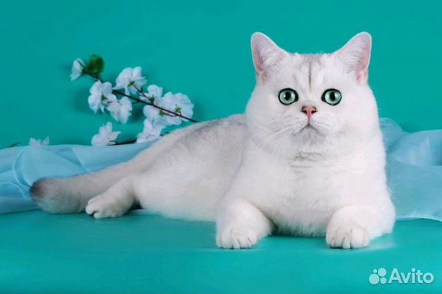 Вязка с котом Серебристая шиншилла и котята от нег