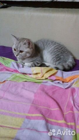 Продам кошечку