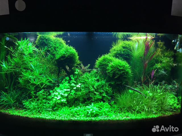 Аквариумные растения