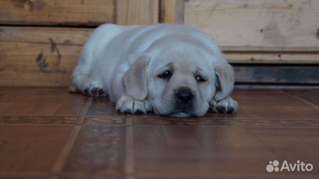 Щенки лабрадора - счастье в каждый дом