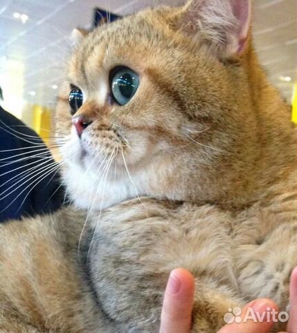 Шотландский Кавалер