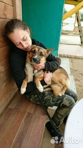 Небольшая красивая собака в дар