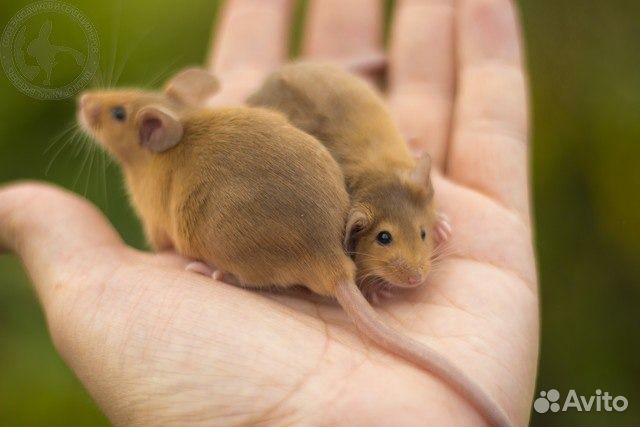 Рыжие мышата от импортных происзводителей