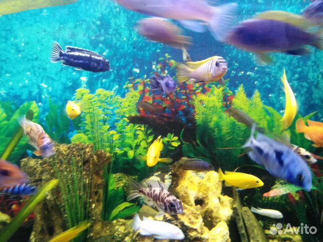 Цихлиды озера Малави