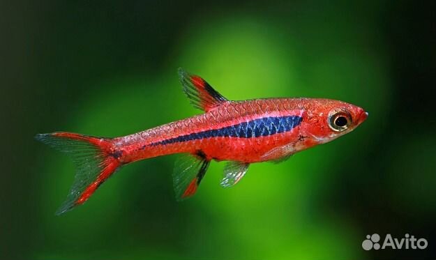 Рыбки расбора бригитты