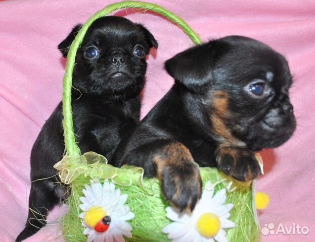 Щеночки пти-брабансоны, девочки. Резерв на март