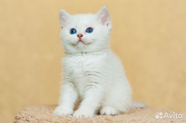 Шотладская шиншилла поинт