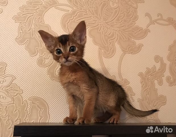 Абиссинский котик Амадеус