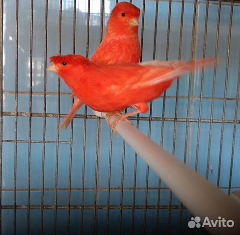 Кенары поющие(питомник экзотических птиц)