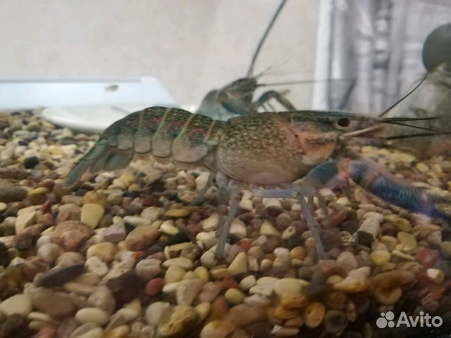 Австралийский рак