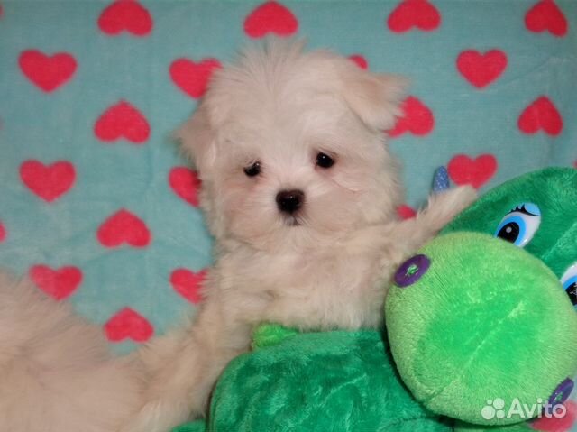 Щенки Мальтезе. РКФ. Мини и мелкий стандарт