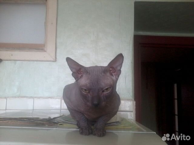 Вязка кота донской сфинкс