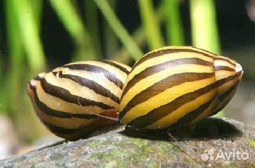 Тигровая улитка (Neritina turrita)