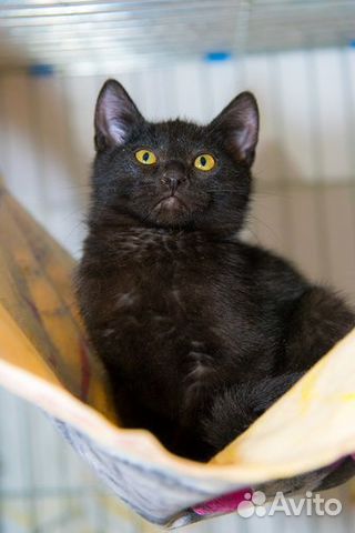 Пантеренок Изюмчик