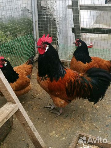 Инк яйцо Форверк