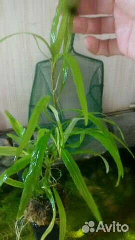 Лимонник, вабикуса, альтернатера, креветки вишенки