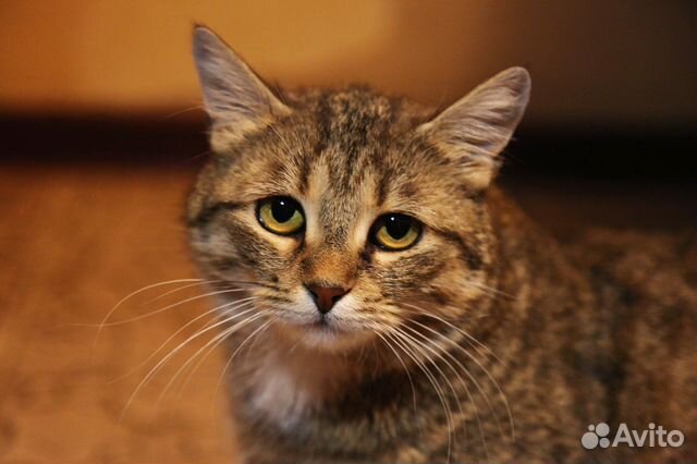 Добрая полосатая кошка в дар