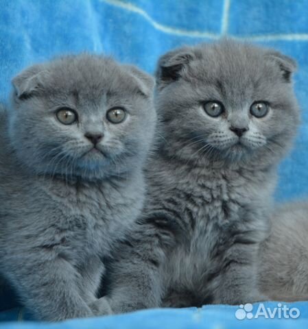 Вислоухие котята.голубой и лиловый