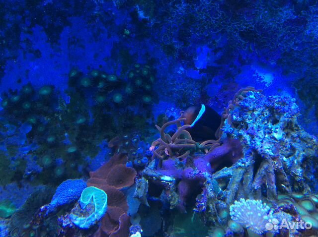 Живые Морские Кораллы из Своего Аквариума