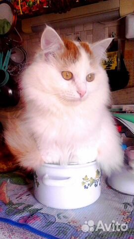 Котик в кастрюльке