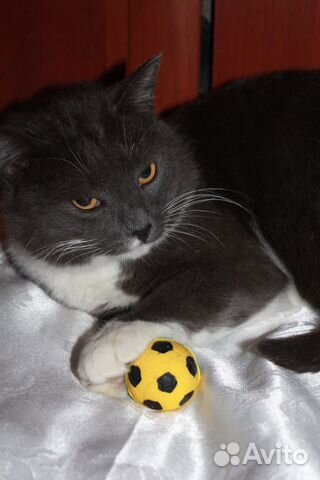 Джентльмен Тимоня ищет любящую семью