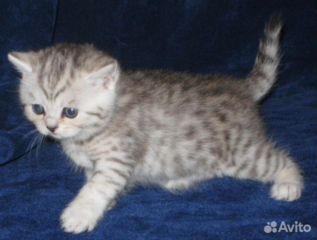 Котята пятно на серебре