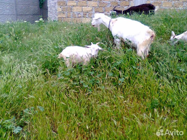 Продажа дойных коз