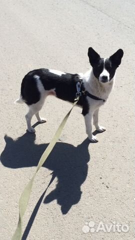 Ищем умных хозяев для собаки