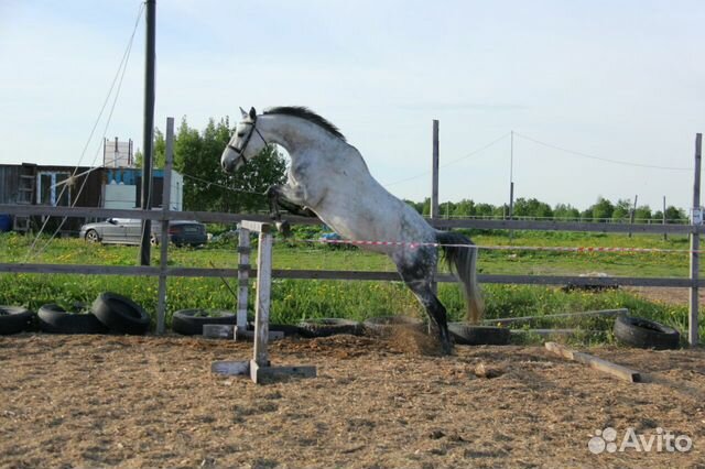 Лошадь для спорта и просто в семью