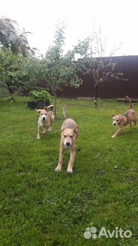 Великолепные щенки - палевые детки только для Вас