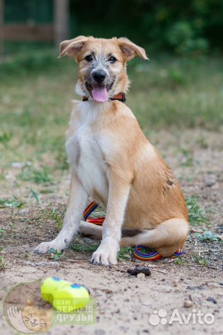 Щенок Тюбик ищет дом