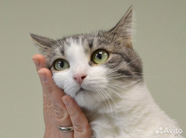 Отдам даром ласковую кошку Мегу в добрые руки