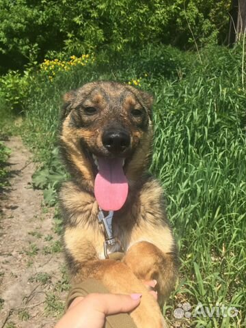 Рыжику нужны хозяева