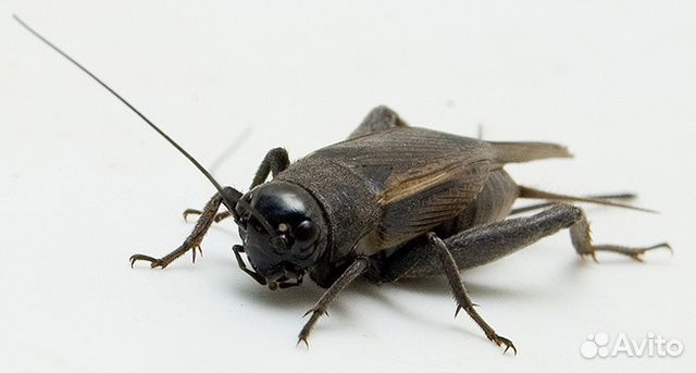 Кормовые насекомые (живые)