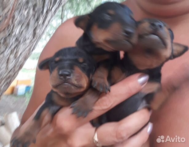 Продаю щенков цвергпинчера