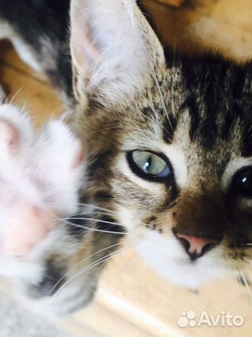 Улыбашка Алиса