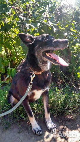 Рэм ищет свою семью