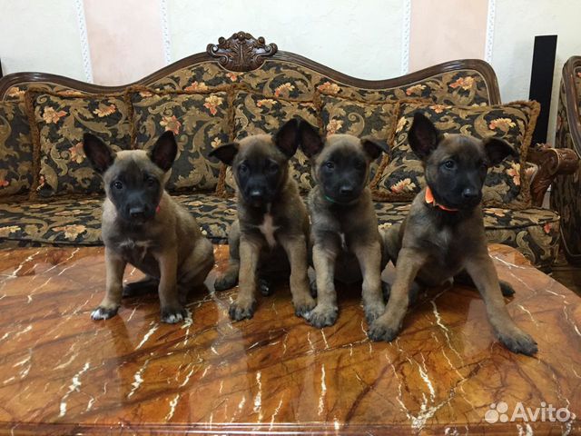 Бельгийская овчарка Малинуа