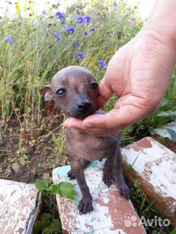 Лондон Хрюшка Лав