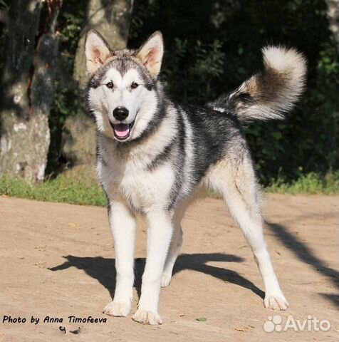 Щенок Фрося в ответственные руки