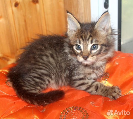 Мейнкунчик для дома -ждет родителей