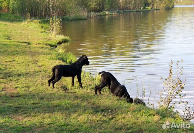 Разгружаем питомник