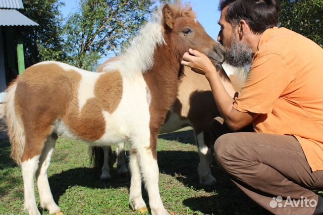 Миниатюрный шетлендский пони. Жеребчик 2018г