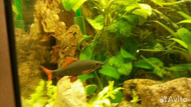 Лабео зелёный 1шт