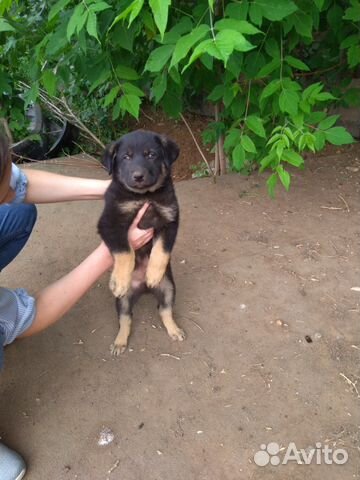 Овчаристые щенки ищут дом