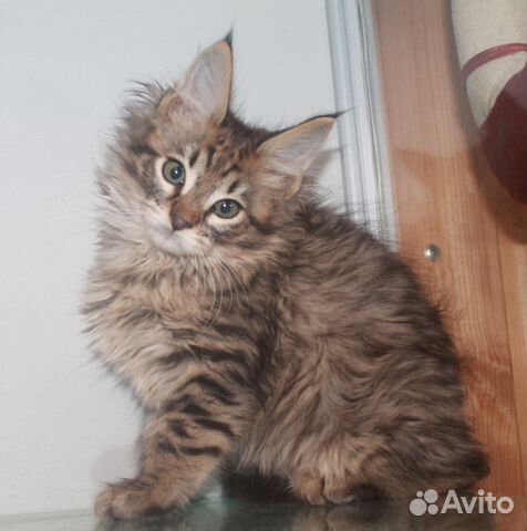 Мейнкун Красивый Парень дикого окраса