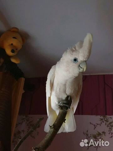 Соломонский какаду