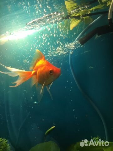 Золотая рыбка