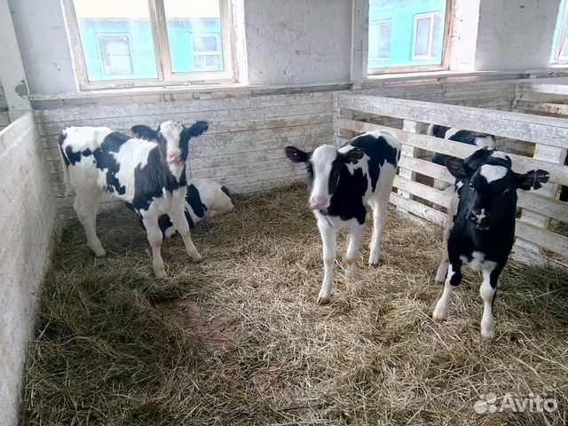 Телята Бычки и телки молодняк